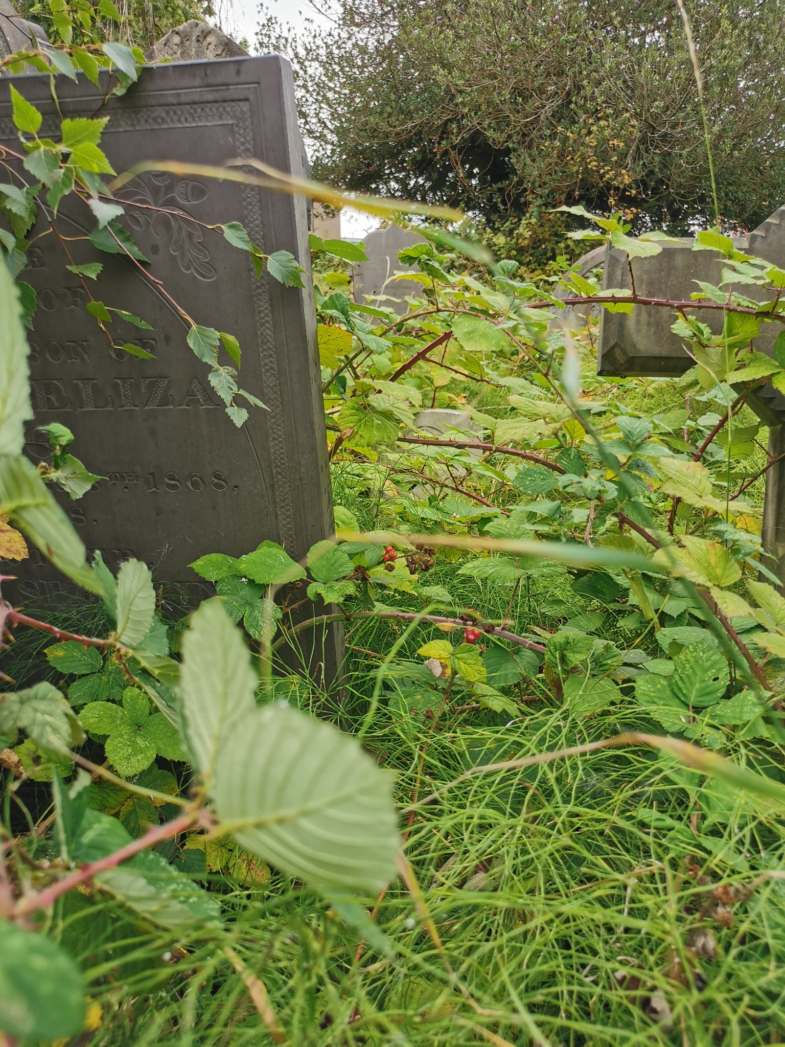 Scattergood 1 - Mapperley People